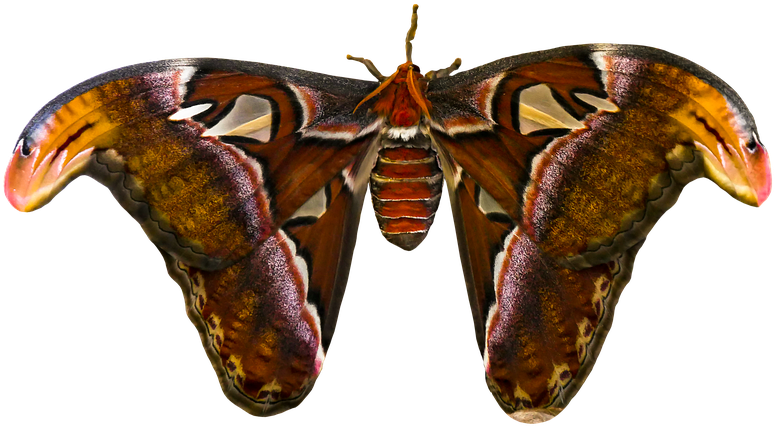 Download To View This Content, Click Reload - Atlas Moth Transparent ...