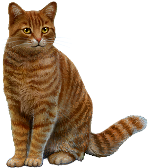 Download Here Is The Red Tabby - Arabian Mau PNG Image with No ...