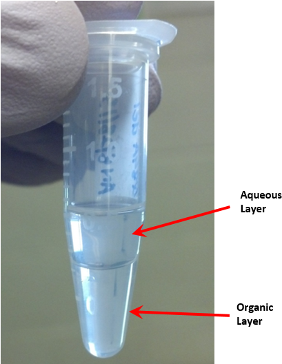 Download Aqueous Layer - Aqueous Layer In Dna Extraction PNG Image with ...