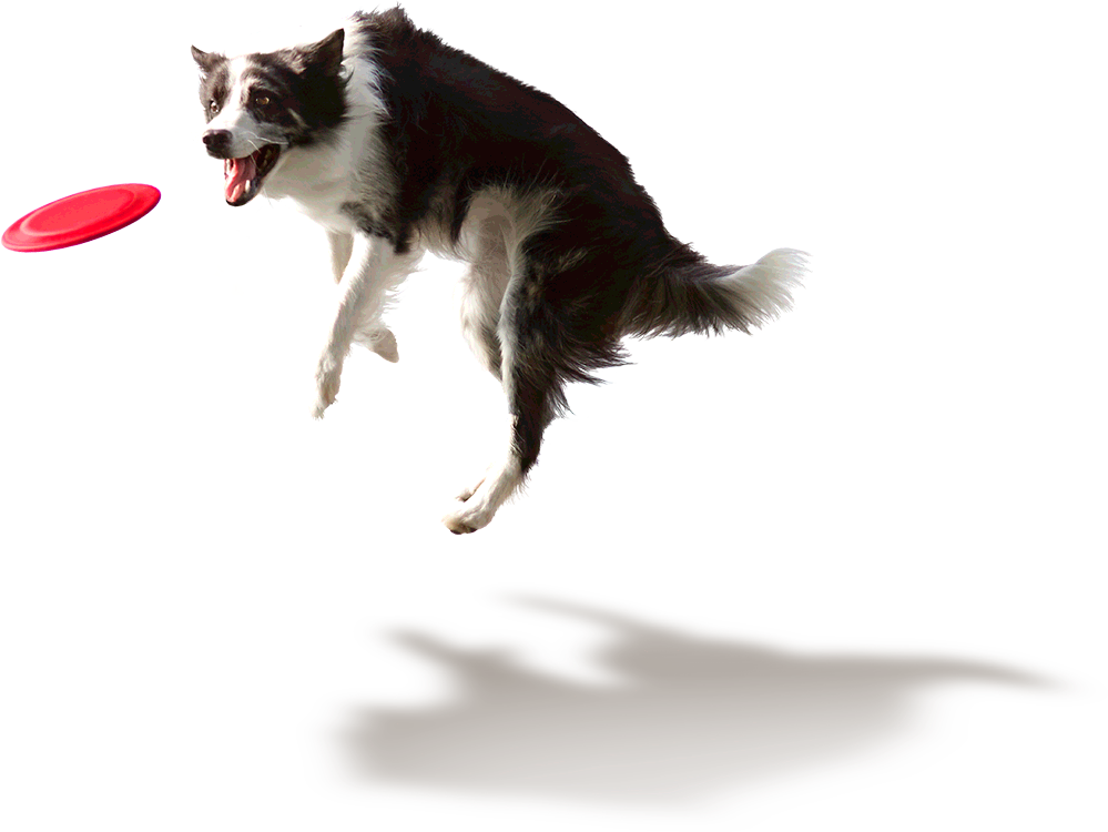 Download Jumping Dog Png - Smells Like Updog PNG Image with No ...