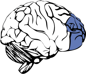 Download Prefrontal Cortex Of The Brain - Prefrontal Cortex PNG Image ...