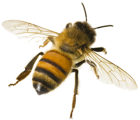 Download Bee Png Photo - Bee Png PNG Image with No Background - PNGkey.com