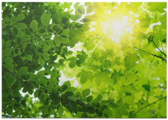 Green - Free Transparent PNG Download - PNGkey