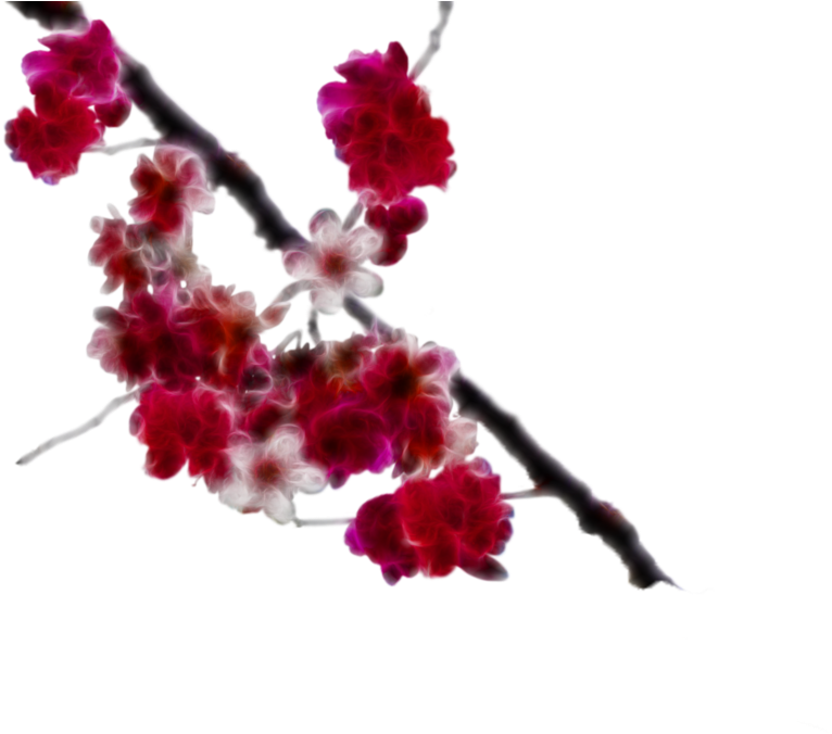 Download Blossom Png Clipart - Crape Myrtle PNG Image with No ...