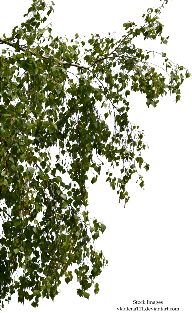 Download Birch Branch Png - Birch Tree Branches Png PNG Image with No ...