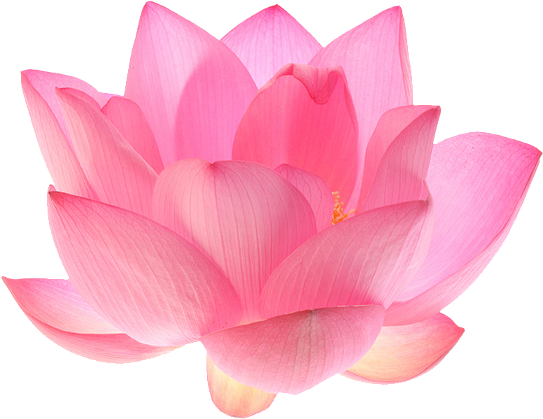 Download Lotus Flower Transparent - Lotus Flower Transparent Background ...