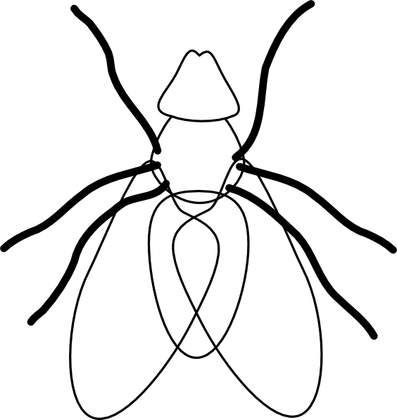 Download Fly Line Drawing At Getdrawings - Clipart Fly And White PNG ...