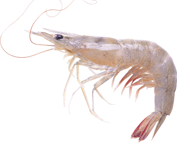 Download Krill With No Background PNG Image with No Background - PNGkey.com