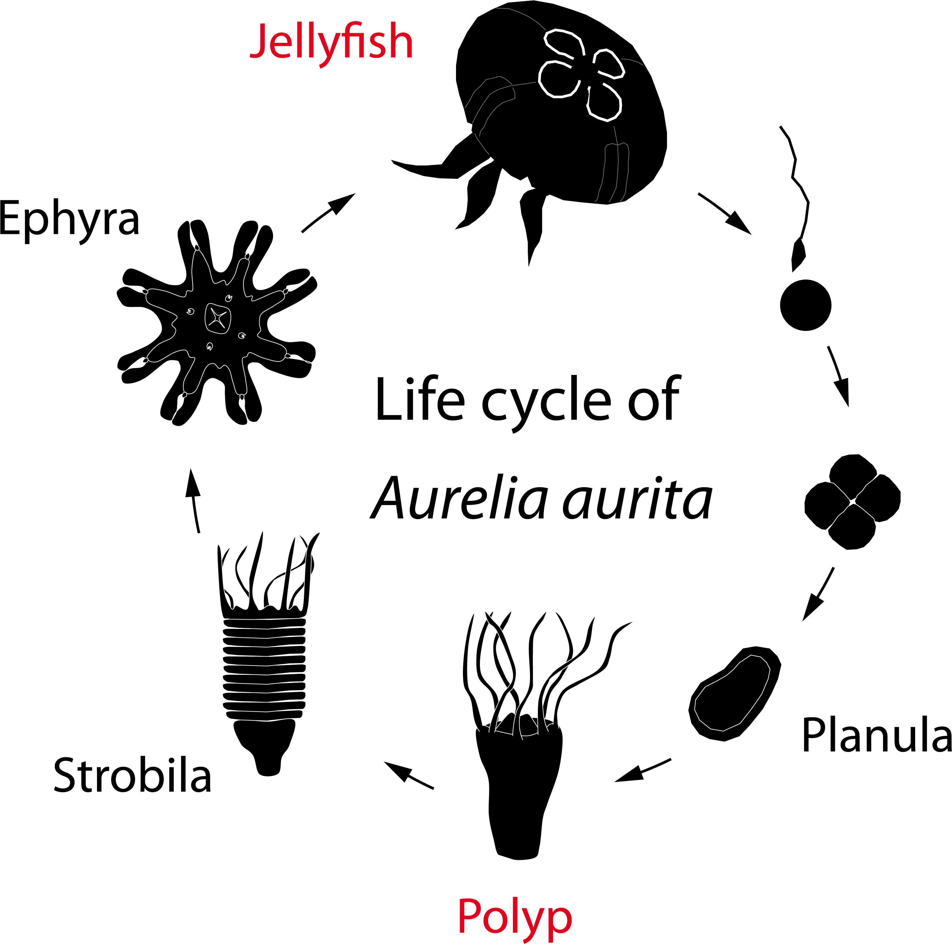 Download Aurelia Jellyfish Life Cycle PNG Image with No Background ...