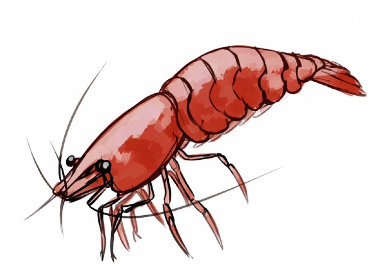 Download Shrimp - Neocaridina PNG Image with No Background - PNGkey.com
