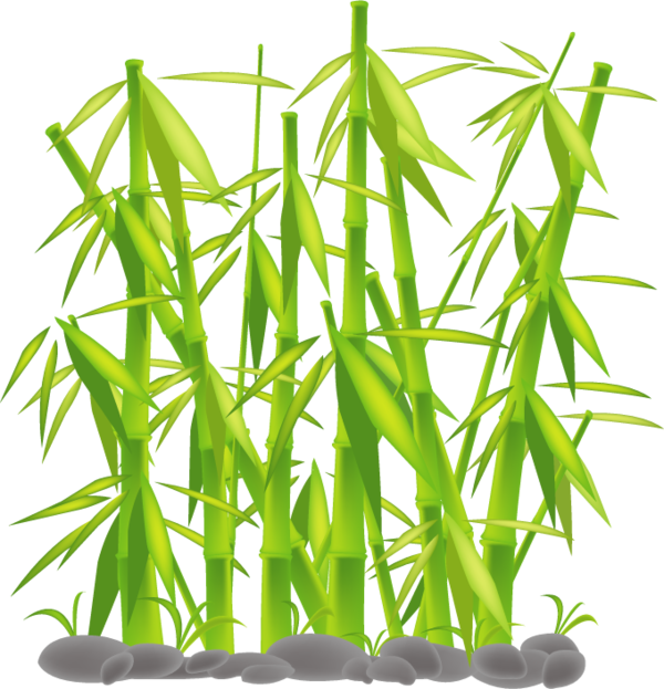 Download Bamboo - Sedge Family PNG Image with No Background - PNGkey.com