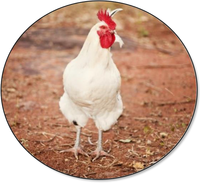 Download As Of July 1, 2018, The Total Chicken Inventory Was - Chicken ...