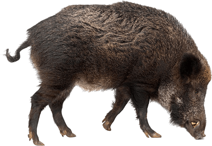 Download Free Png Boar Png Images Transparent - Boar Png PNG Image with ...