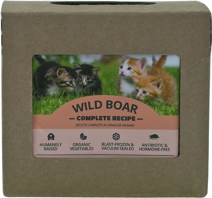 Download Wild Boar Complete For Cats - Wild Boar PNG Image with No ...