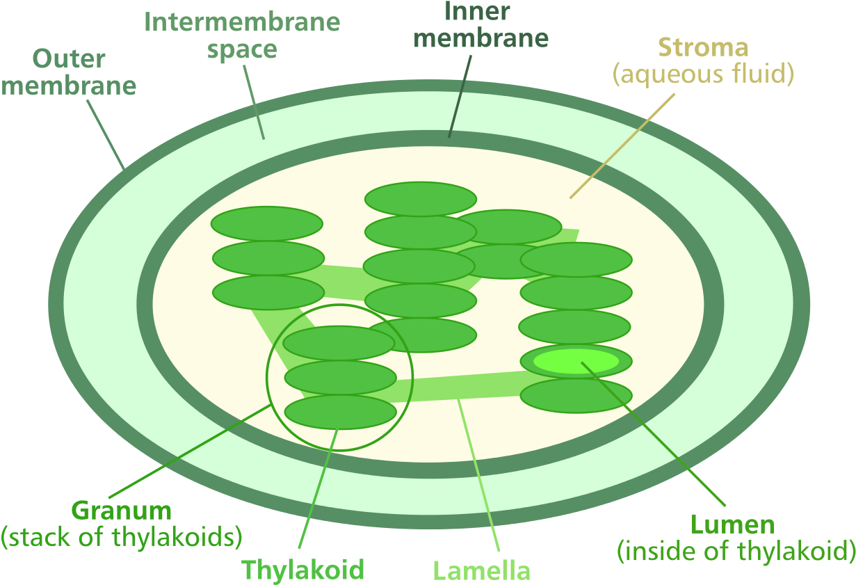 Download File - Chloroplast Diagram - Svg - Thylakoid Space And Stroma ...