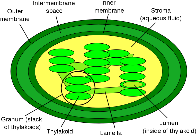 File - Chloroplast Diagram - Svg - Pub Dom - 5 Structures Of ...