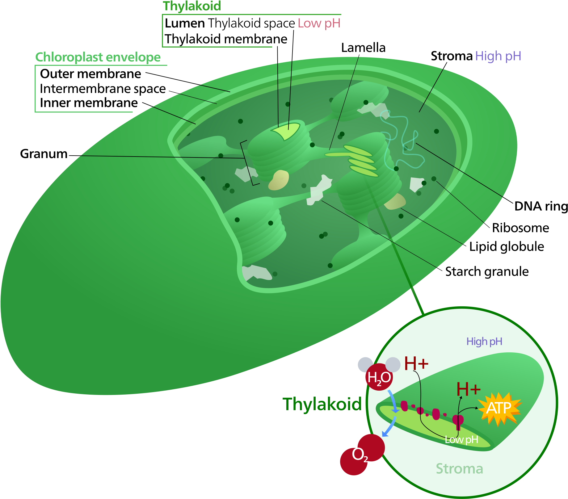 Download Chloroplast Diagram - Chloroplast Dna PNG Image with No ...