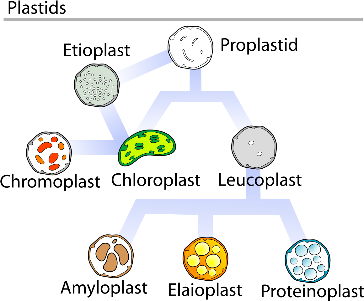 Download Types Of Plastids PNG Image with No Background - PNGkey.com