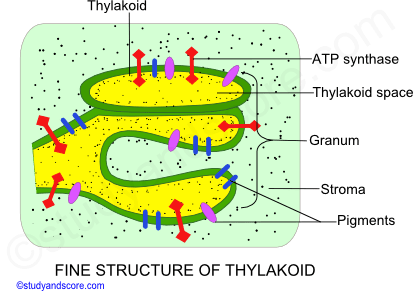Granum Diagram 6 Cell Organelles | Britannica.com