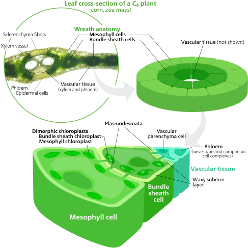 Download The Two Types Of Cells Contain Different Types Of Chloroplasts ...