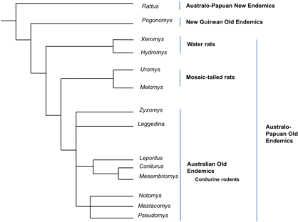 Figure 1 The Phylogeny Of Rodents Of The Subfamily - Document - Free ...