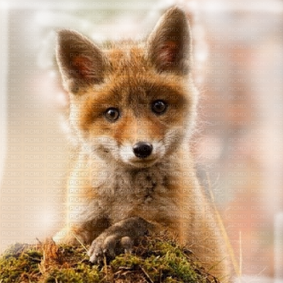 Download Renard Baby Fox Transparent Bg - Cute Baby Red Fox PNG Image ...