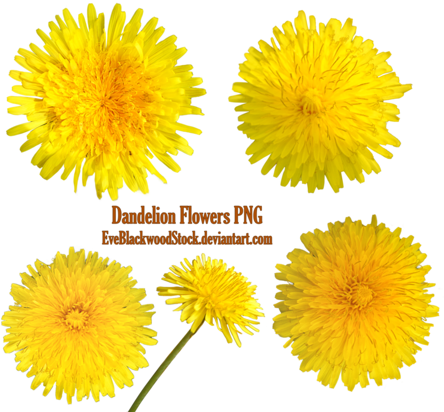 Download Yellow Dandelion Transparent Png - Portable Network Graphics ...