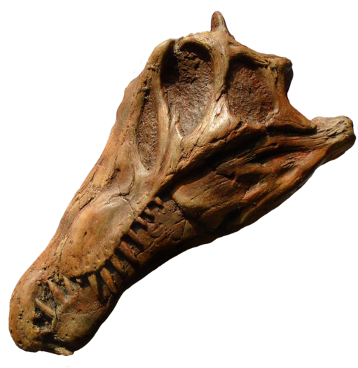 Juvenile Spinosaurus Skull From The Prehistoric Store - Spinosaurus ...