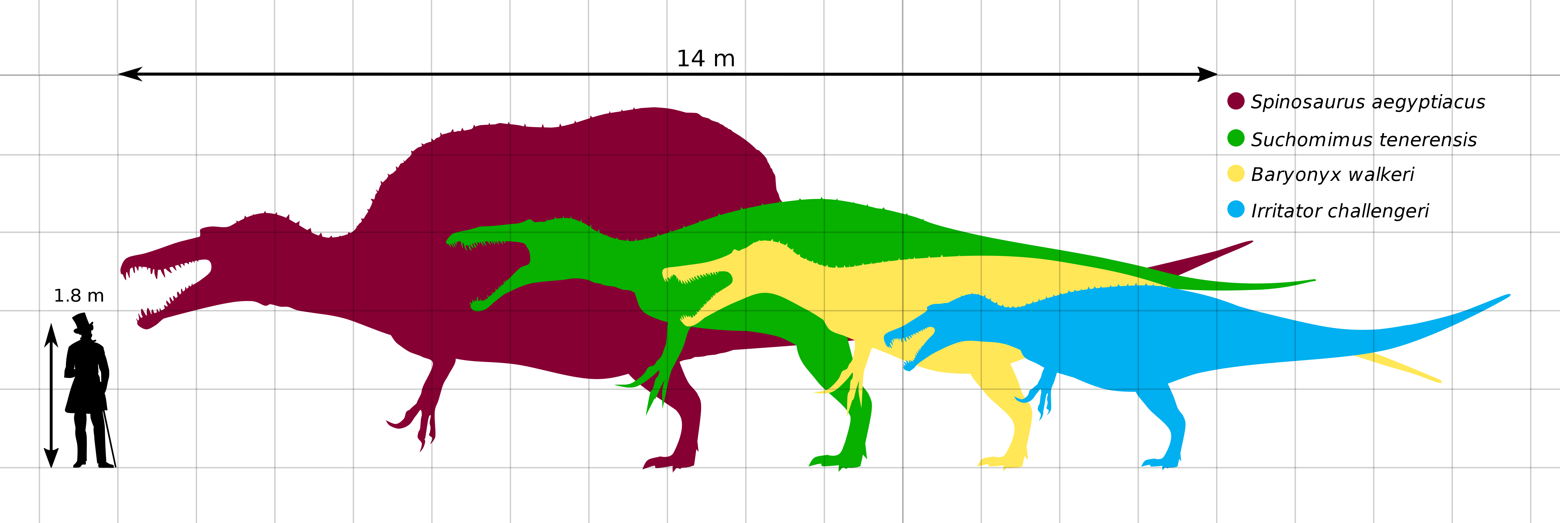 Download Spinosauridae Size Diagram By Paleogeek - Spinosauridae PNG ...