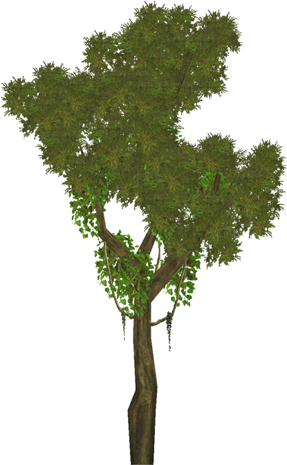 Rimu Aves - Rimu Tree Png - Free Transparent PNG Download - PNGkey