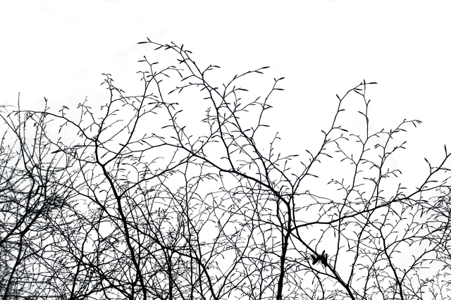 Download Aesthetic, Isolated, Nature, Tree, Cut Out, Autumn ...