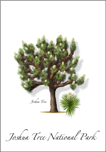 Download Joshua Tree - Pond Pine PNG Image with No Background - PNGkey.com