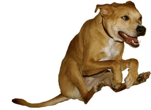 Download Isolated Raditude Dog For All Of Your Dumb Shitposts - Weezer ...