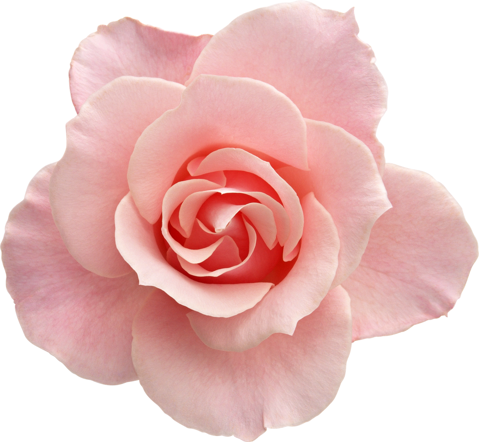 Download Tumblr Transparent Flowers Rose - Flower With No Background ...