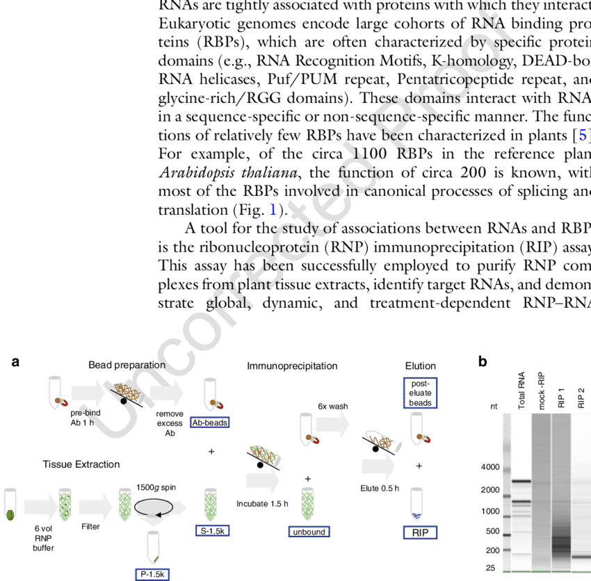 Download Schematic Of The Rip Method, Including Extraction, - Rna PNG ...