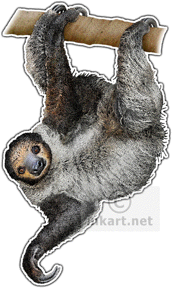 Download Linnaeus's Two-toed Sloth Art Decal - Two Toed Sloth ...