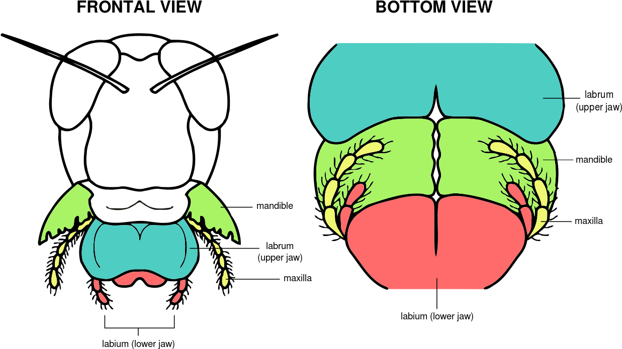 Download Grasshopper Mouth Anatomy - Mouth Parts Of Grasshopper PNG ...