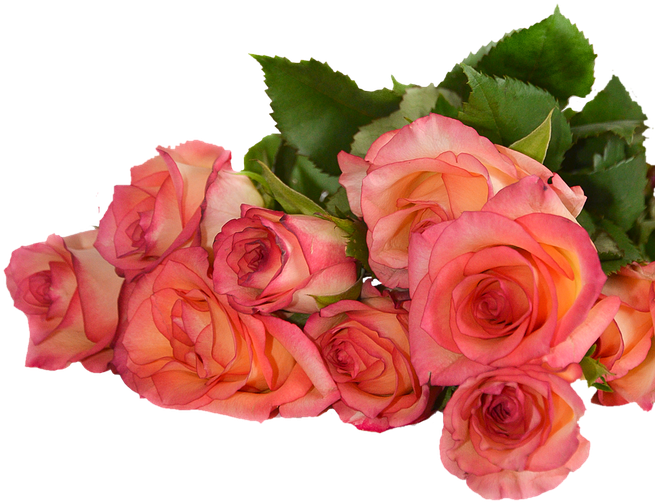 Download Rose, Flowers, Nature, Transparent Background - Flower PNG ...