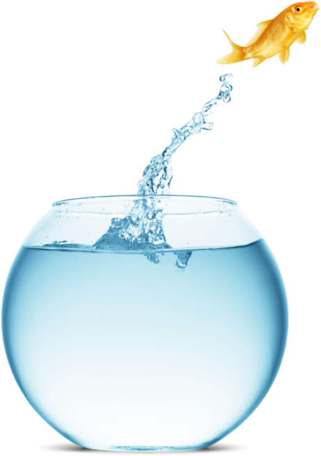 Download Gold Fish Fish Jumping To Empty Bowl Png Photo - Fish PNG ...