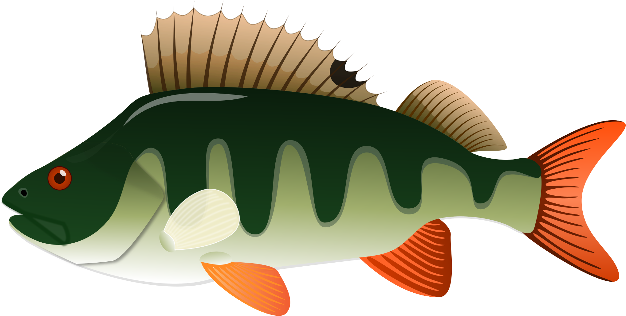 Download Jumping Fish Png Download - Perch Png PNG Image with No ...