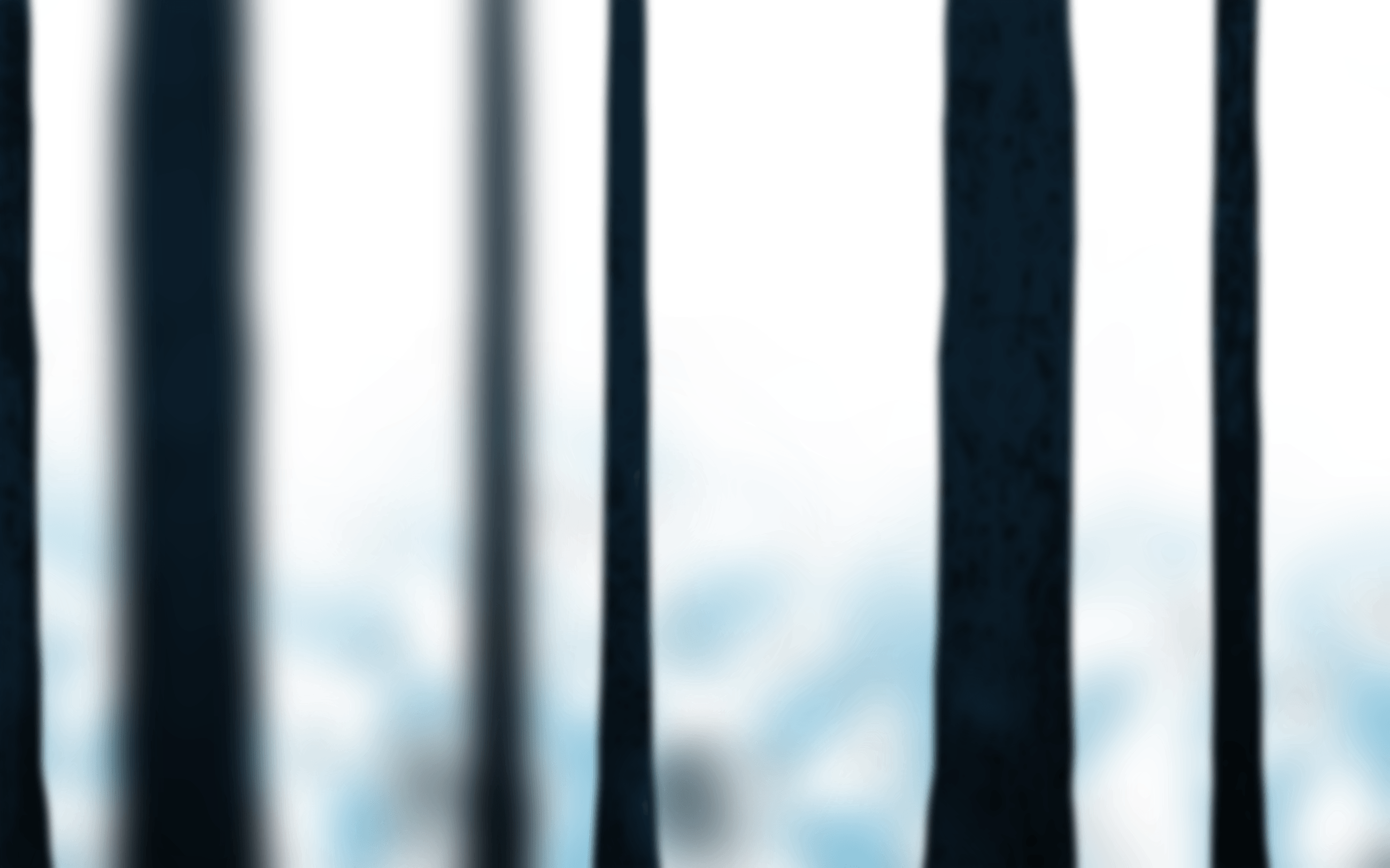 Download Black Forest PNG Image with No Background - PNGkey.com