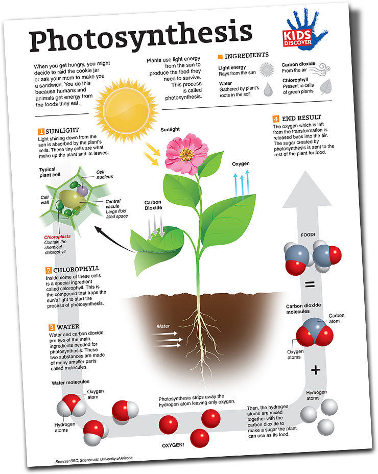 Photosynthesis Process Photosynthesis Cycle - Free Transparent PNG ...
