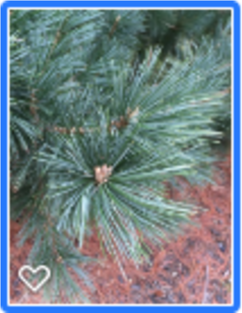 Download Limber Pine, Van Der Wulf Pine By Lisa Hair - White Pine PNG ...