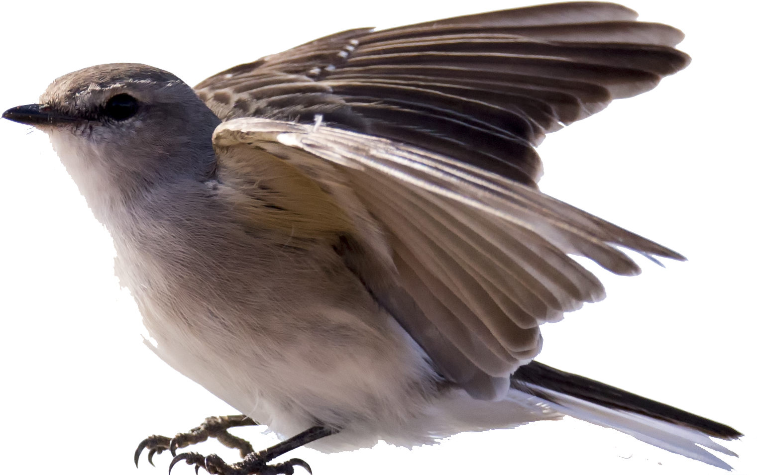 Australasian Robin - Transparent Robin Bird - Free Transparent PNG ...