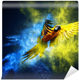 Flying Ara Parrot Over Colourful Powder Explosion Wall - Epson Sure ...