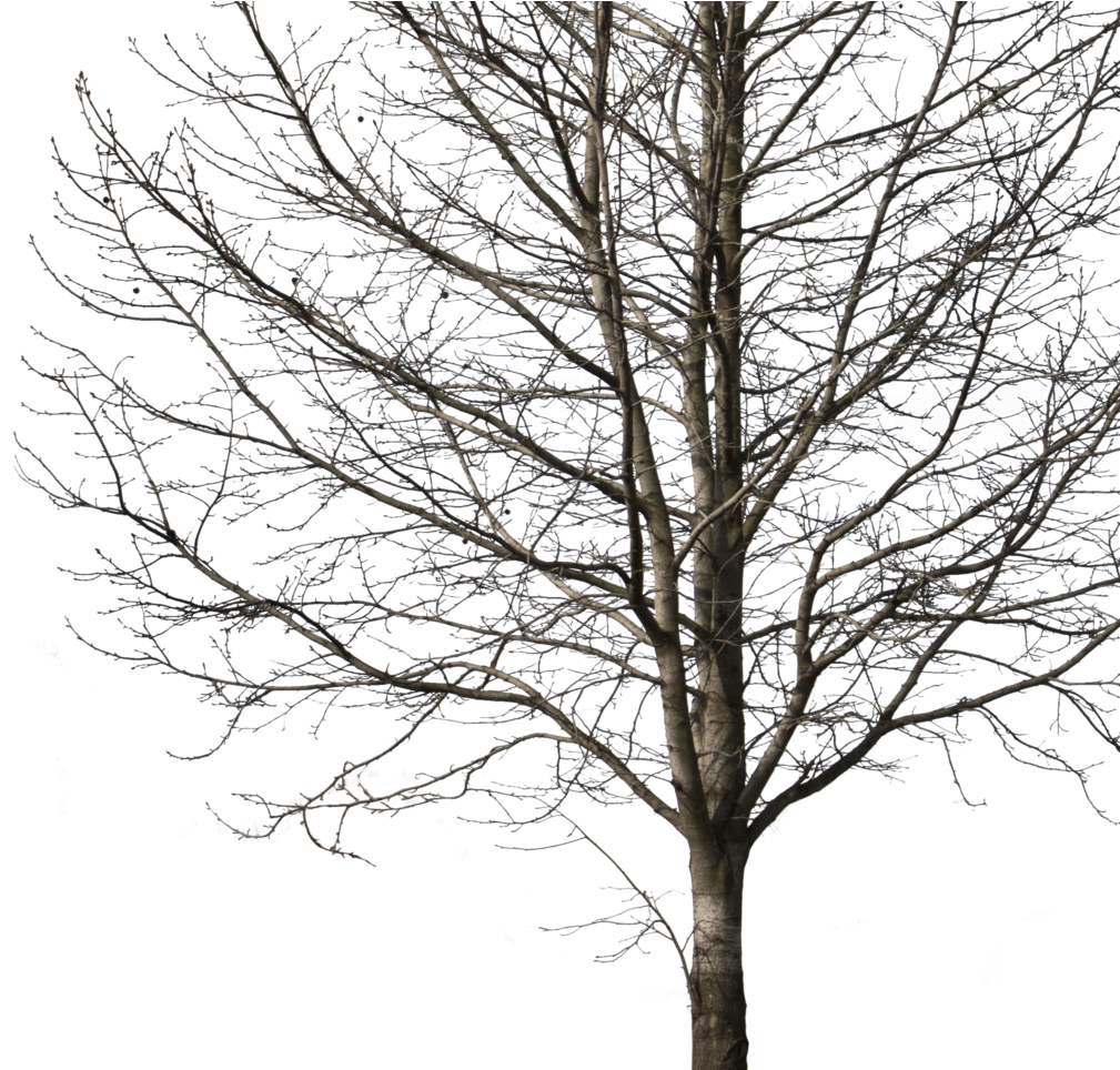Deciduous Tree Winter I Cutout Trees Png Deciduous - Cut Out Tree Png ...