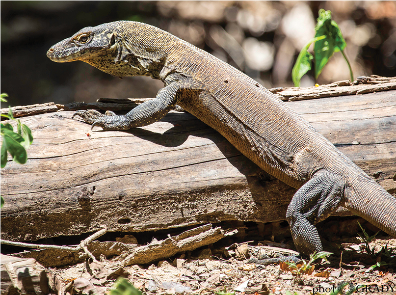 Rare And Endangered Nine Foot Long Monitor Lizard Found - Anole - Free ...