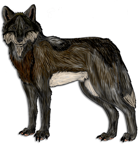 Wolf Drawing - Wolf - Free Transparent PNG Download - PNGkey