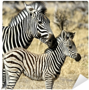 Download Vertebrate Animals PNG Image with No Background - PNGkey.com