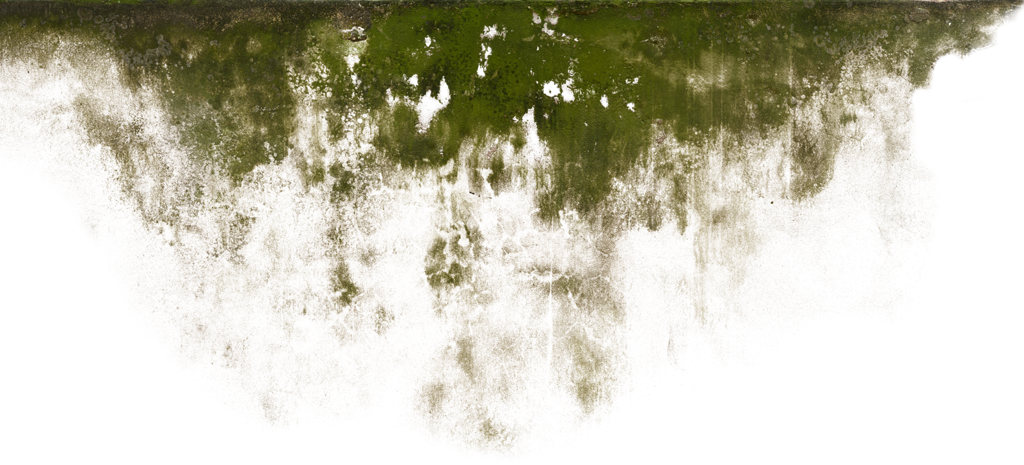 Download Water Damage - Tree PNG Image with No Background - PNGkey.com